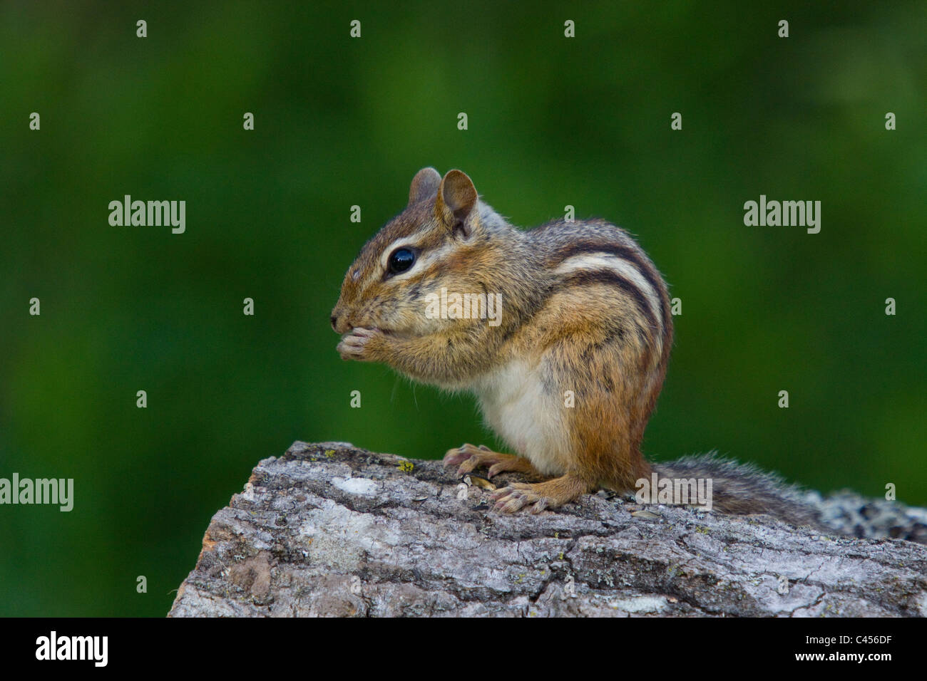 Chipmunk adult hi-res stock photography and images - Alamy