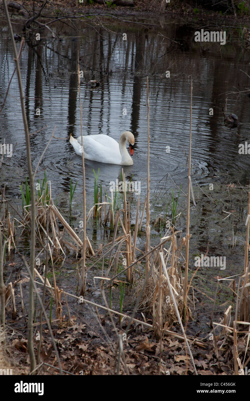 Mute swan are invasive species hi-res stock photography and images - Alamy