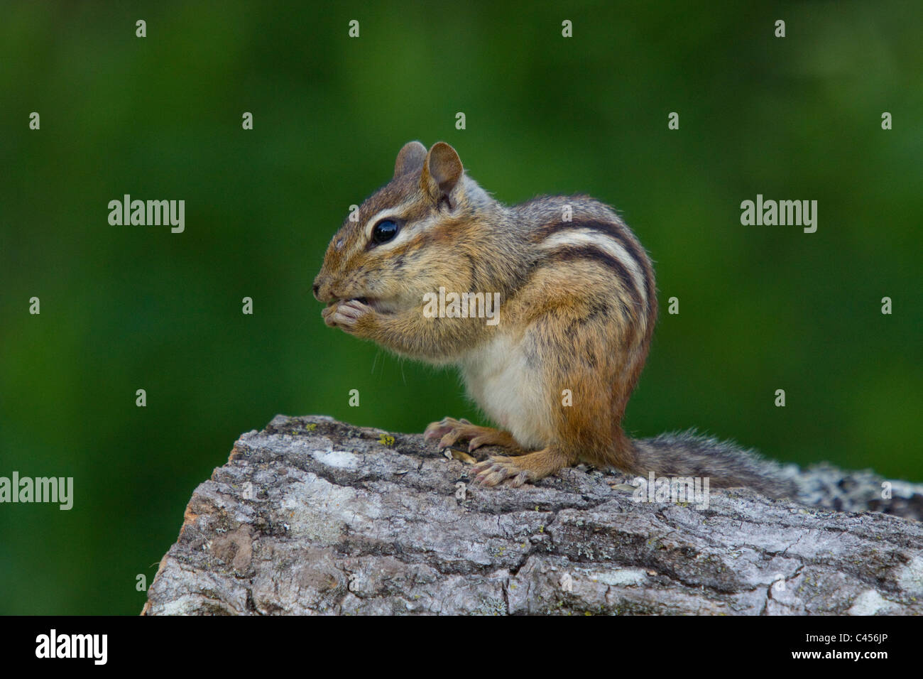 Chubby checks hi-res stock photography and images - Alamy