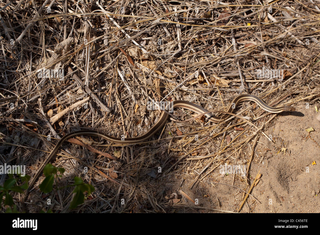Big-eyed Snake (Mimophis mahfalensis)). A fast moving lizard hunter ...