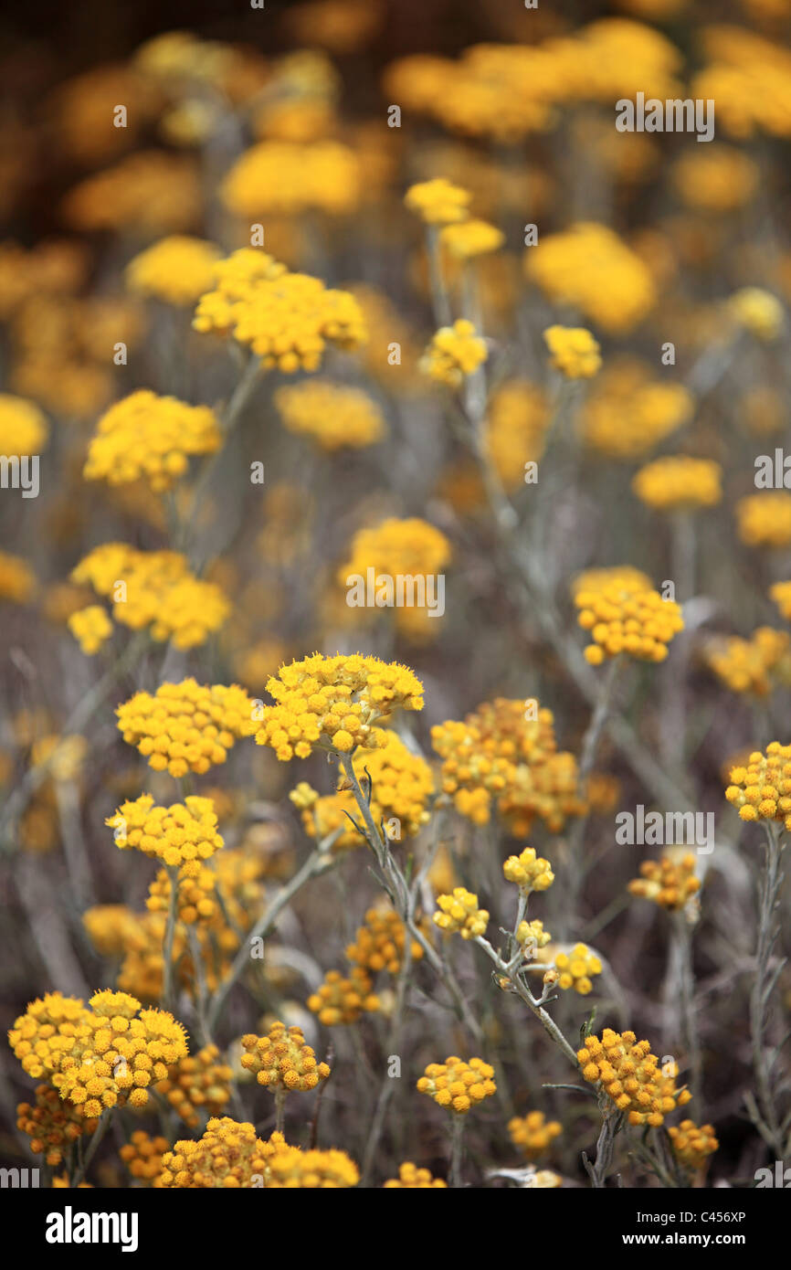 flower in a Greek garden in Kos Dodecanese Islands Greece Stock Photo ...