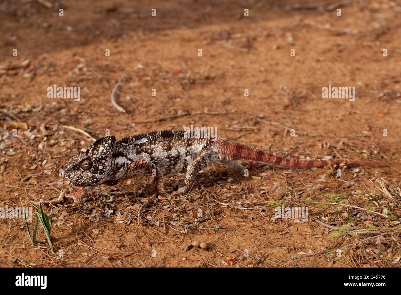 Madagascar spiny chameleon hi-res stock photography and images - Alamy