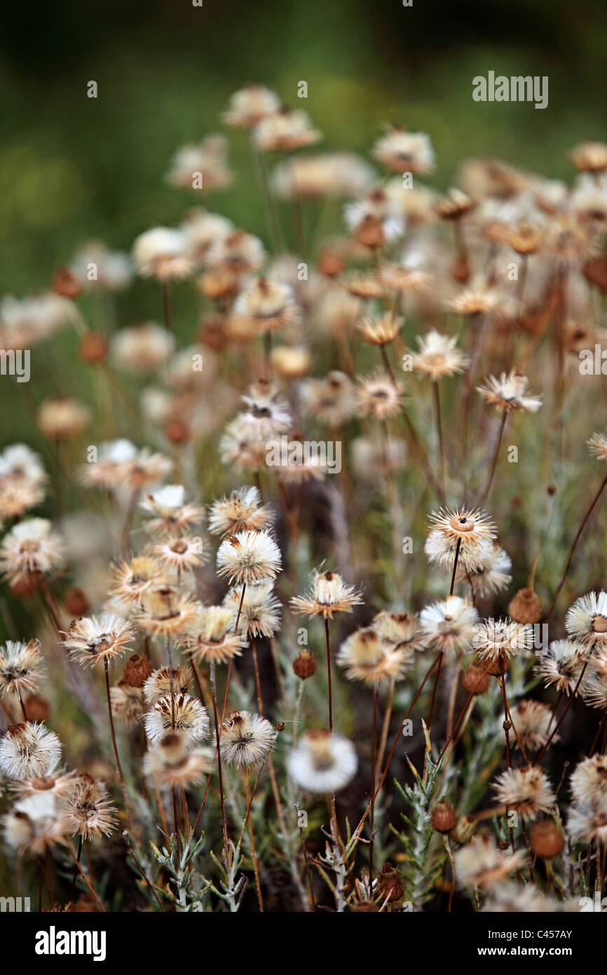 flower in a Greek garden in Kos Dodecanese Islands Greece Stock Photo ...