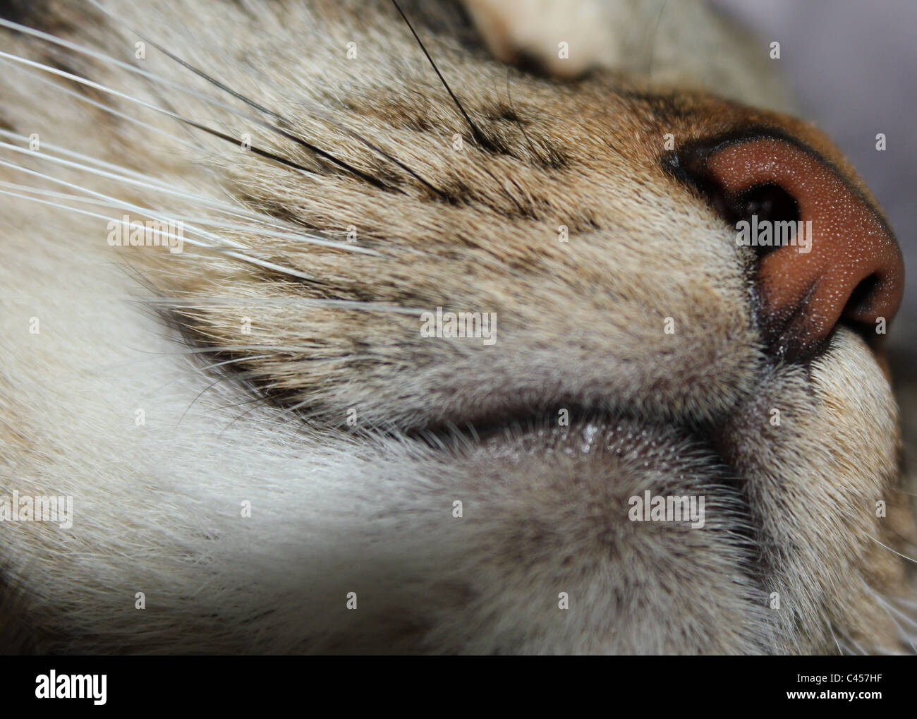 Close up of Kittens nose Stock Photo - Alamy
