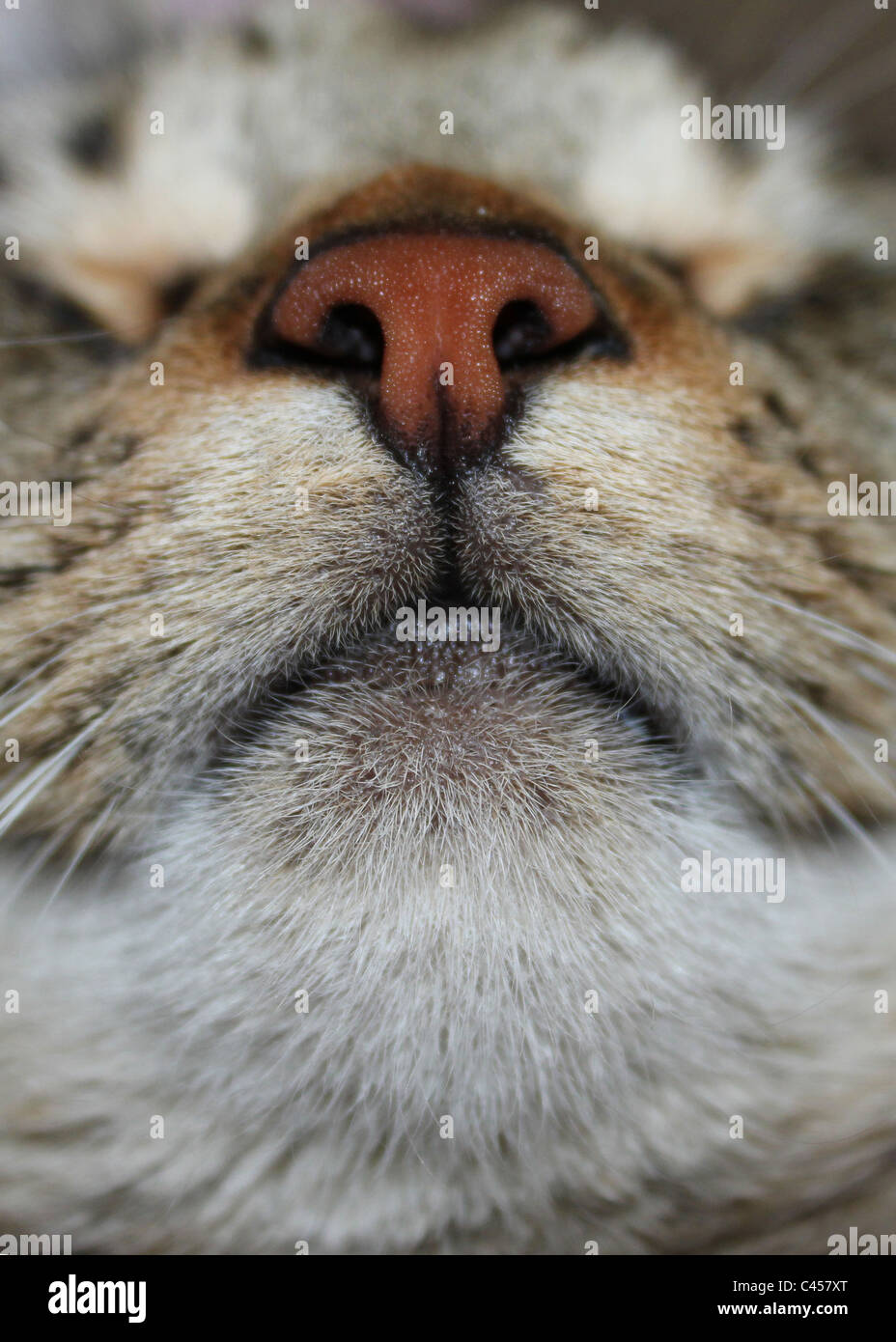 Close up of Kittens nose Stock Photo - Alamy