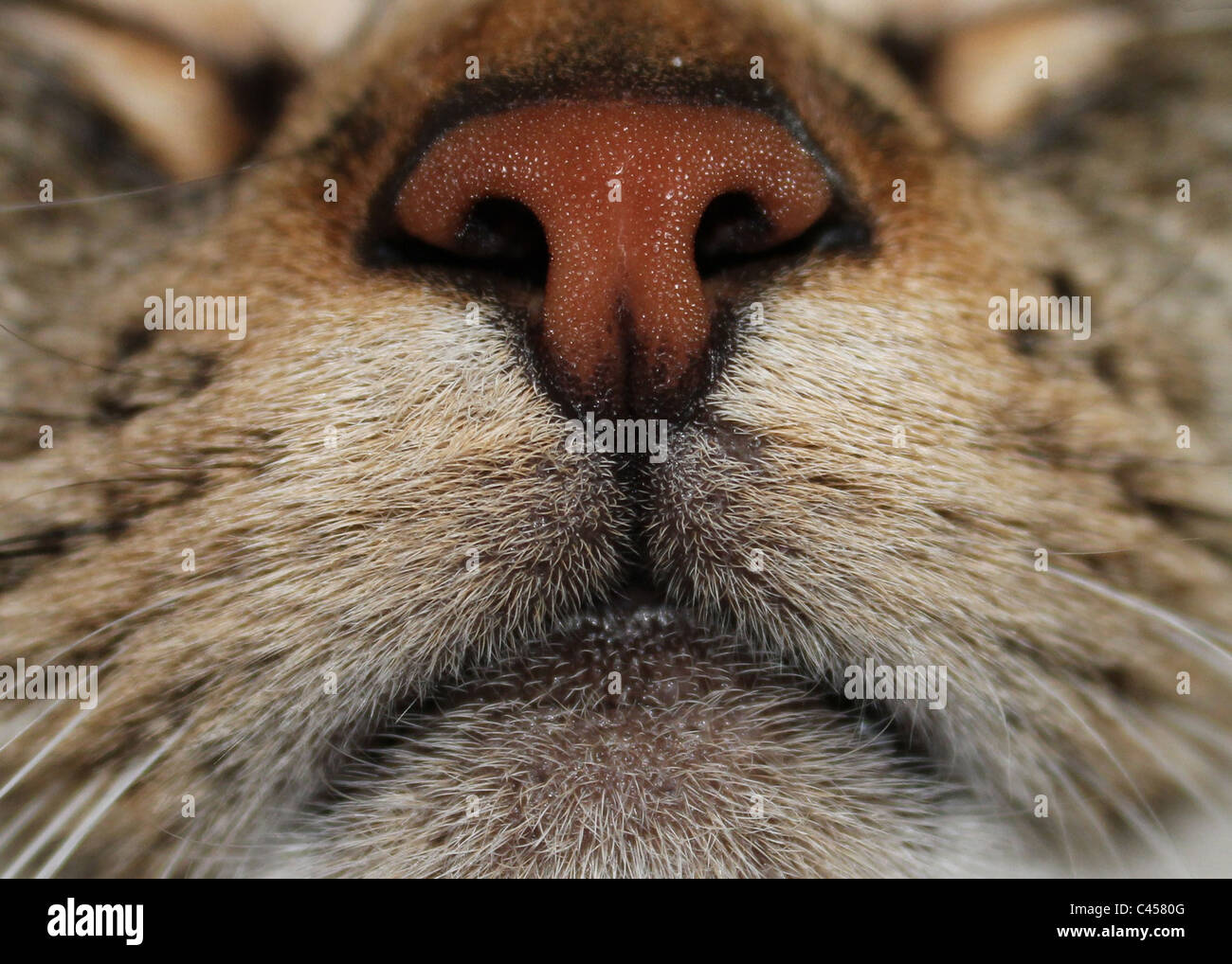 Close up of Kittens nose Stock Photo - Alamy