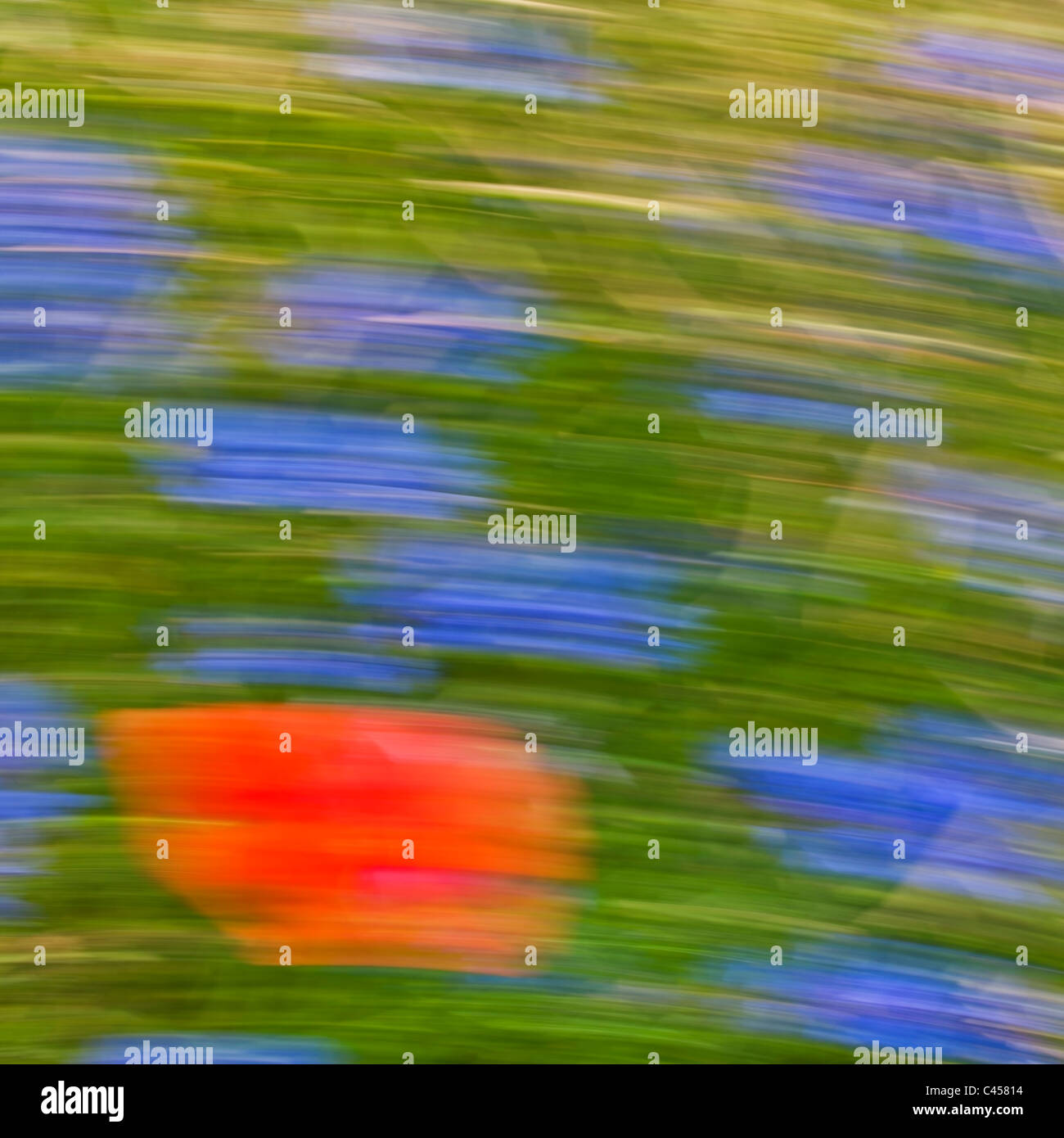 Abstract image of a poppy flower and flax Germany Stock Photo - Alamy