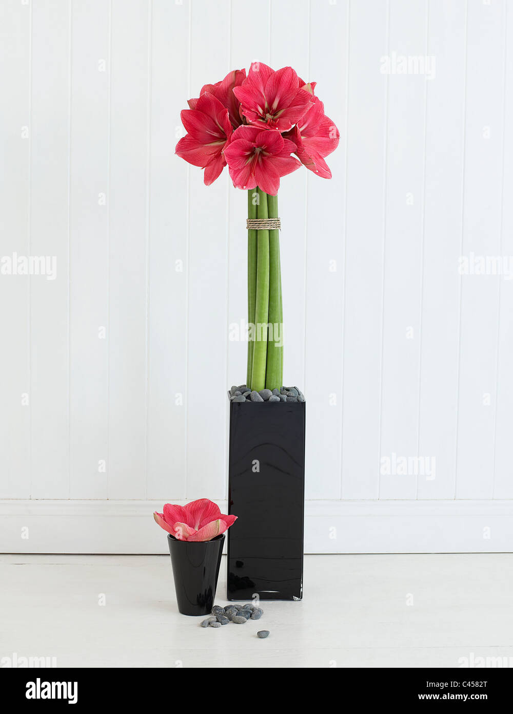 Amaryllis in pot hi-res stock photography and images - Alamy