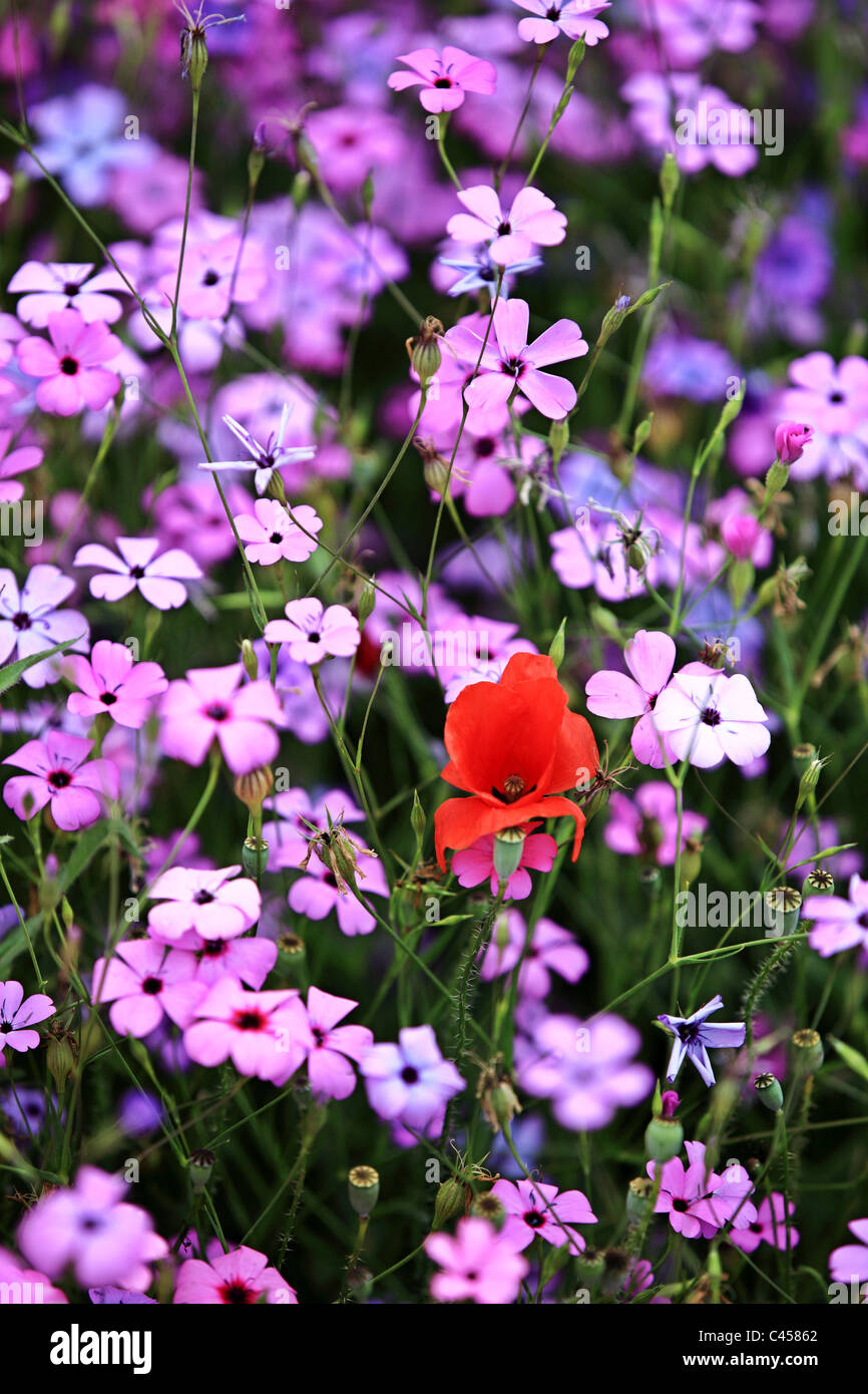 flower in a Greek garden in Kos Dodecanese Islands Greece Stock Photo ...