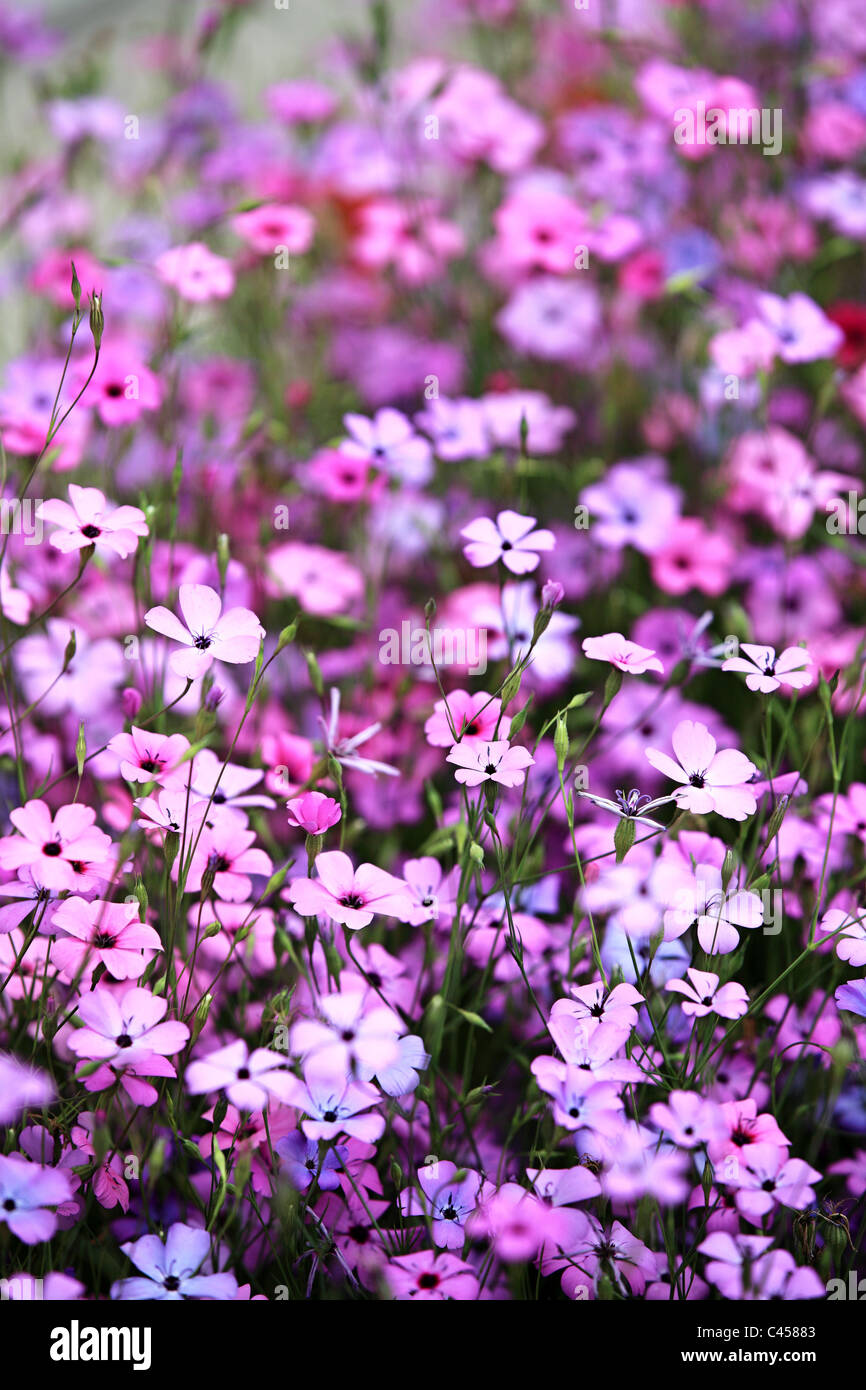 flower in a Greek garden in Kos Dodecanese Islands Greece Stock Photo ...