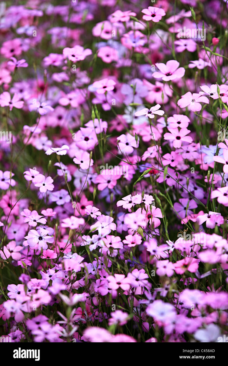 flower in a Greek garden in Kos Dodecanese Islands Greece Stock Photo ...
