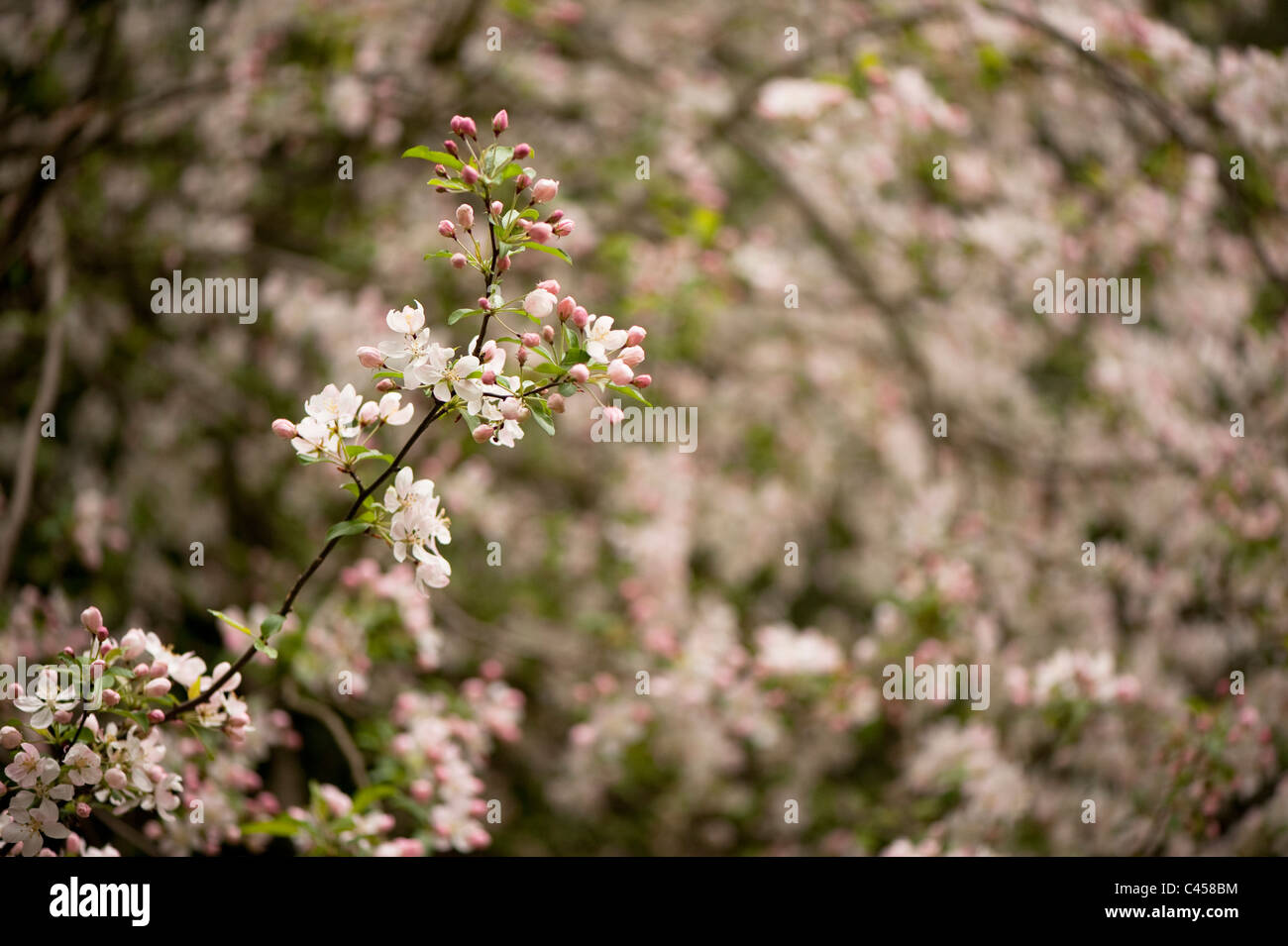 Malus prunifolia ‘Rinki’, Flowering Crab Stock Photo - Alamy