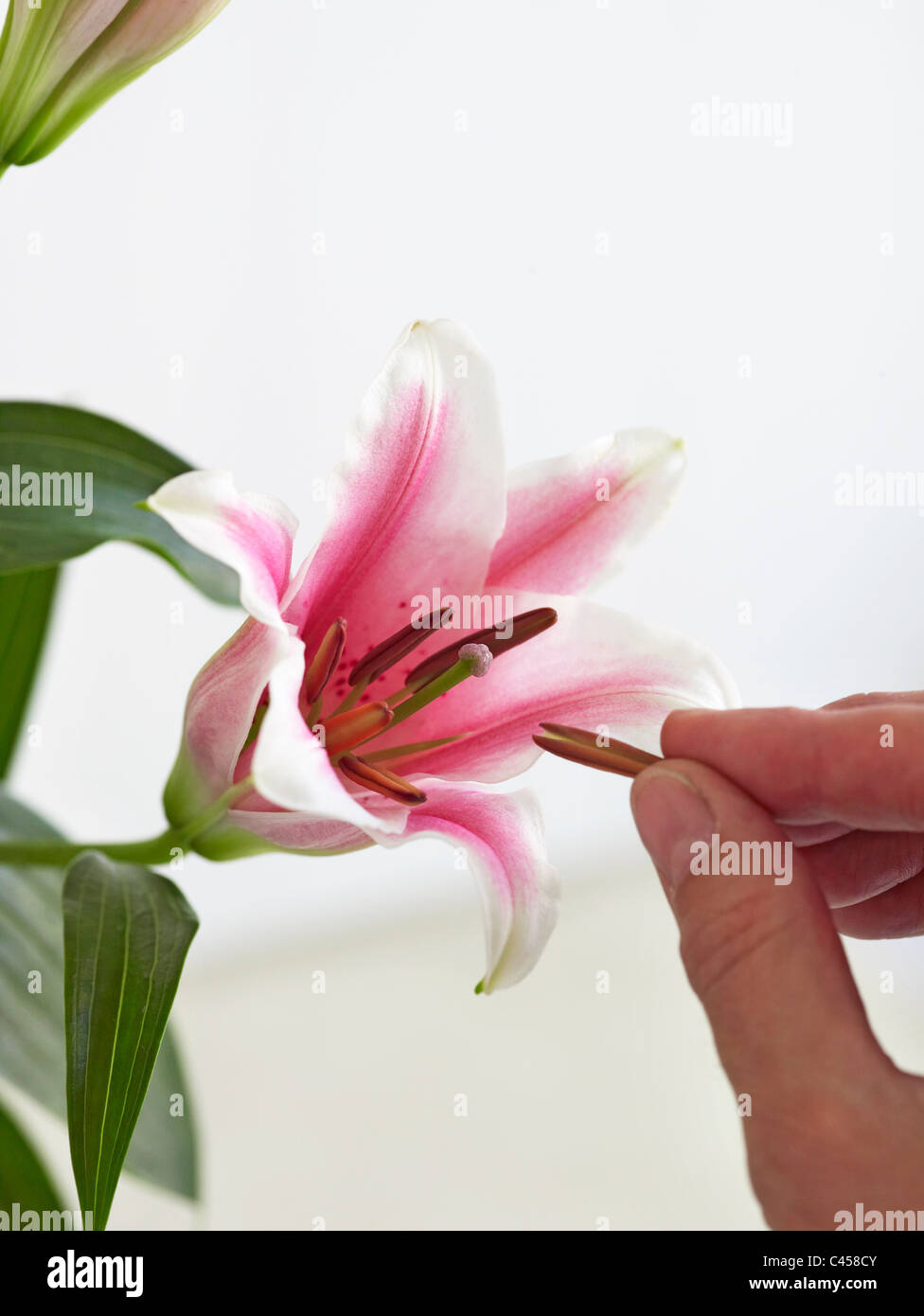 White lily stamens pollen hi-res stock photography and images - Alamy