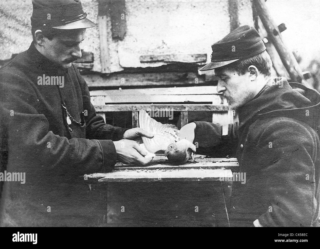 Pigeon first world war hi-res stock photography and images - Alamy