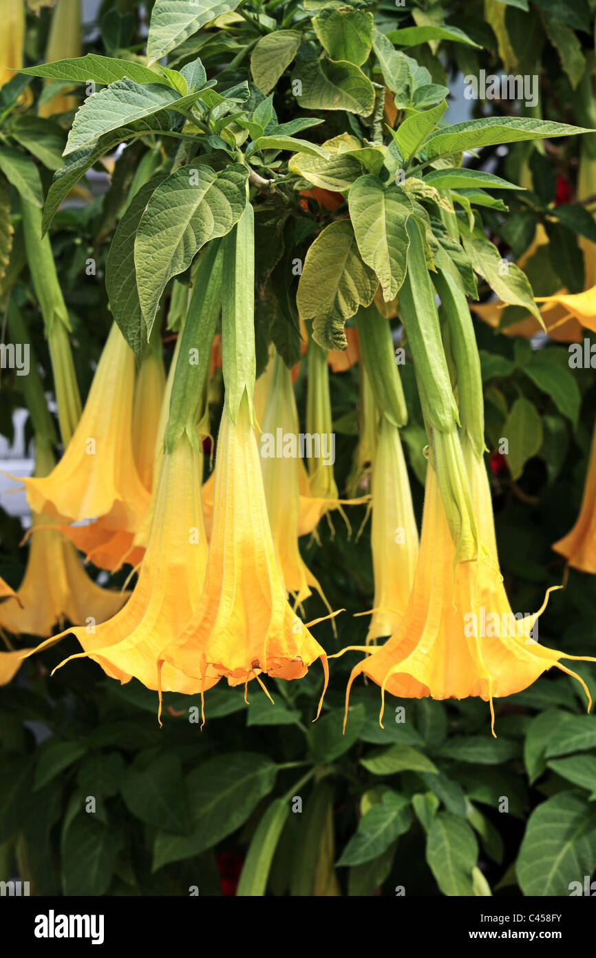 flower in a Greek garden in Kos Dodecanese Islands Greece Stock Photo ...