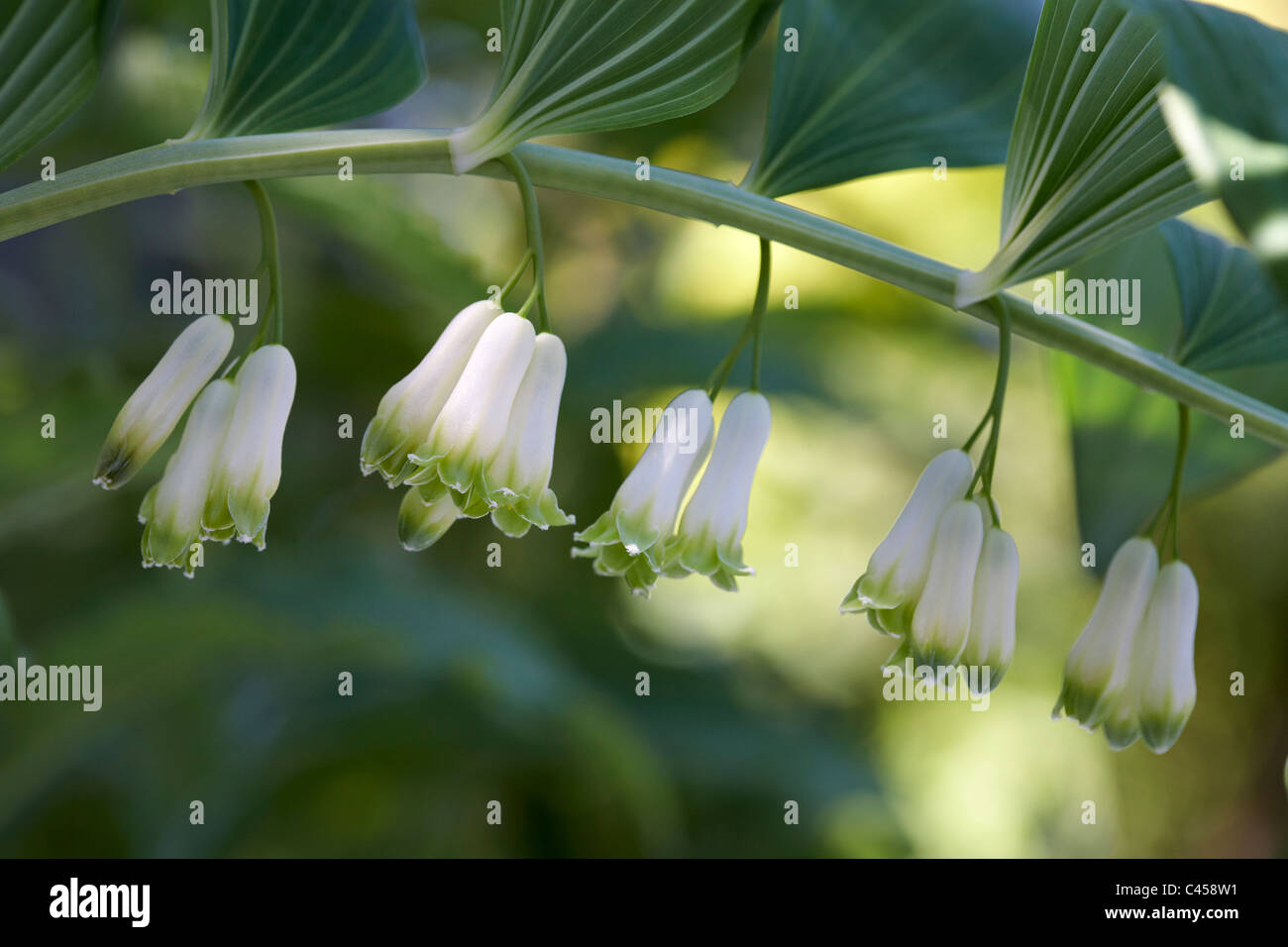 Tubular white flowers hi-res stock photography and images - Alamy