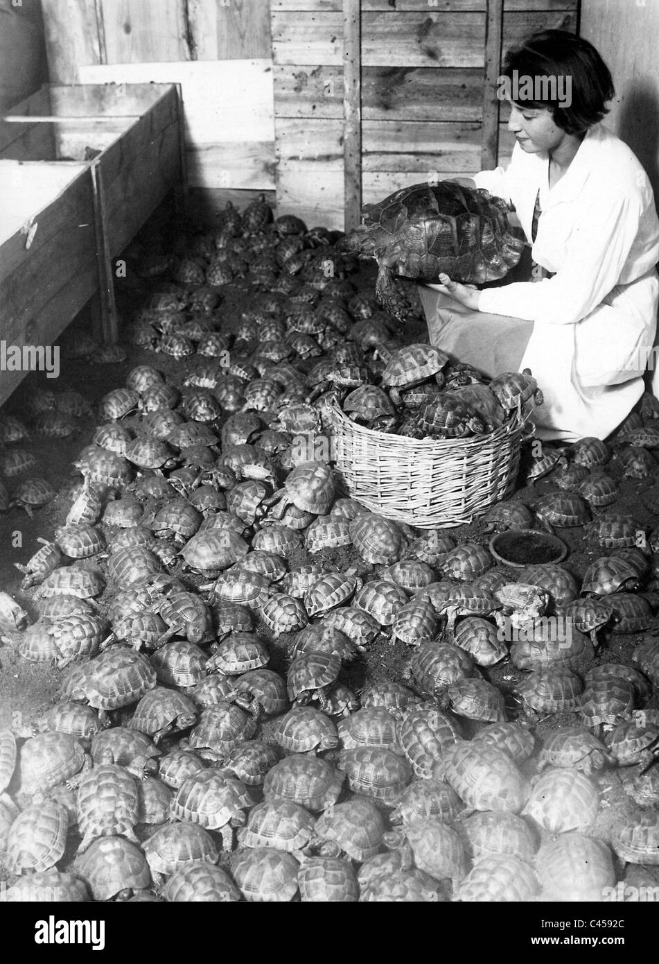 The turtles hi-res stock photography and images - Alamy