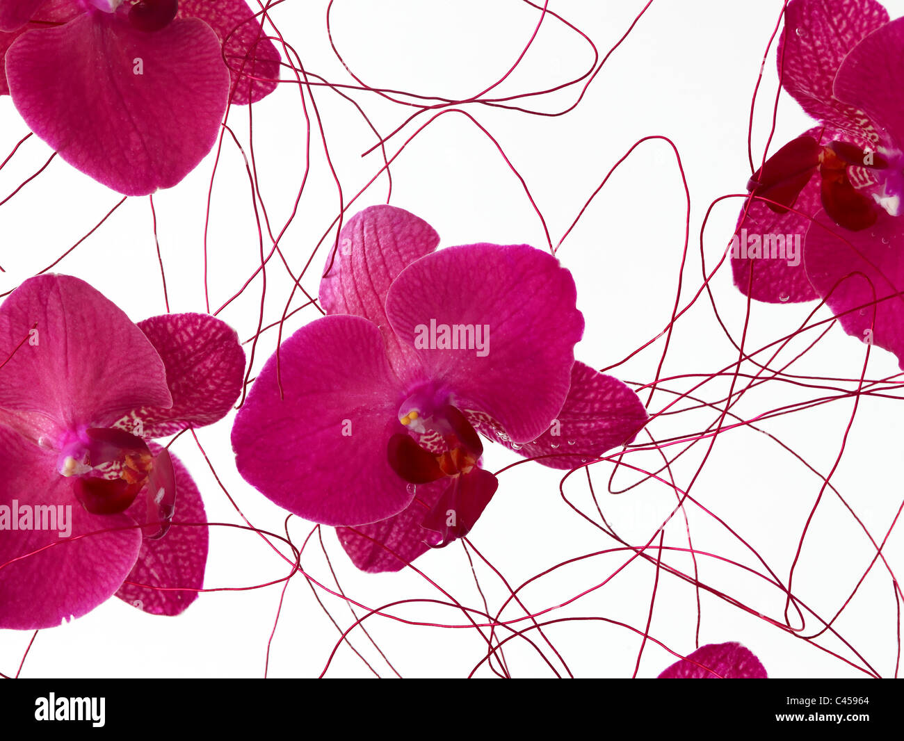 Pink orchids and wire against white background, close-up Stock Photo ...