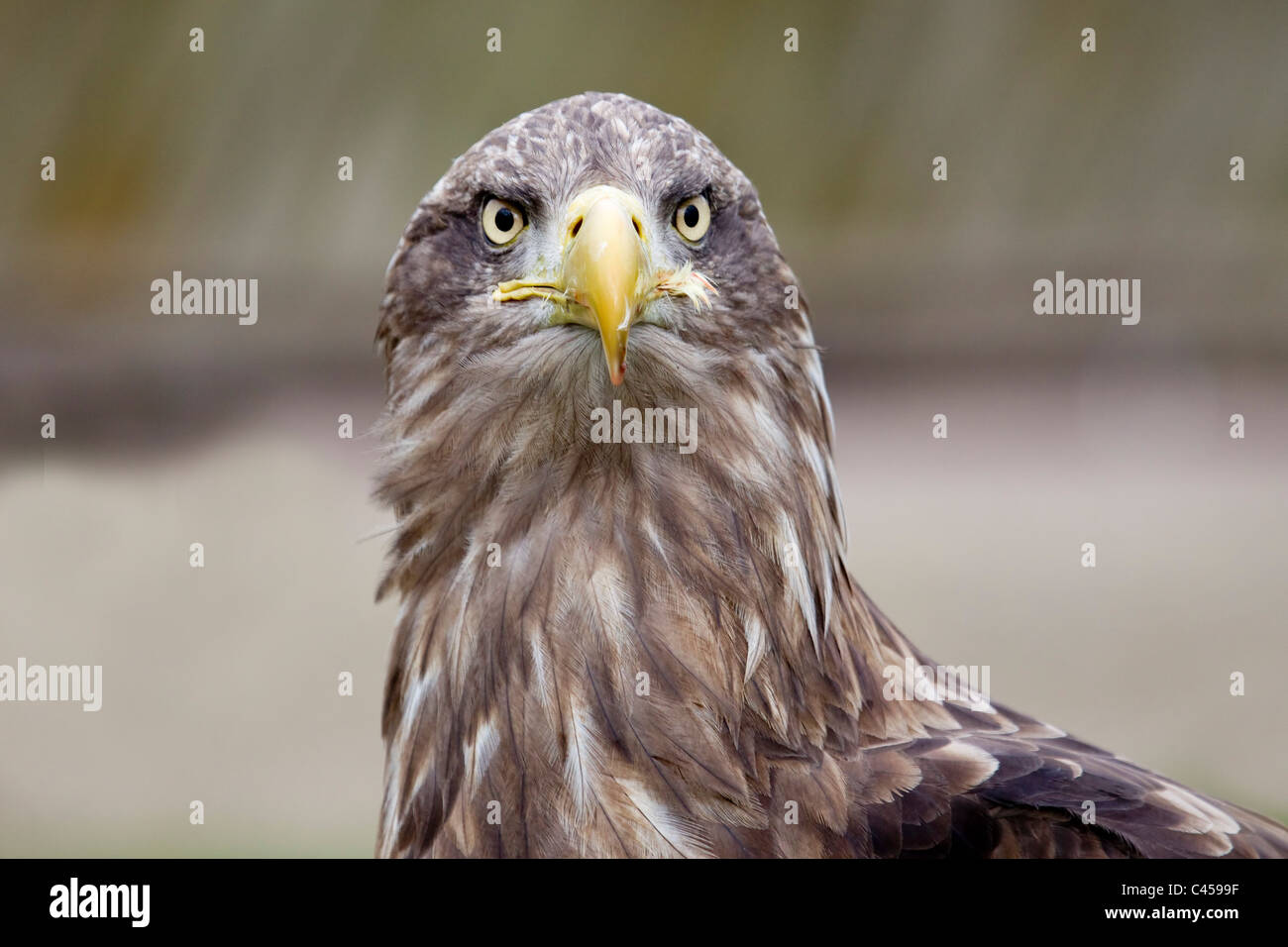 White-tailed Eagle headshot Haliaeetus Albicilla close up taken under ...