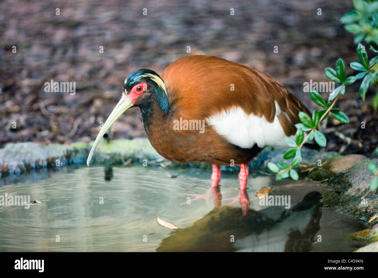 Madagascan crested ibis hi-res stock photography and images - Alamy