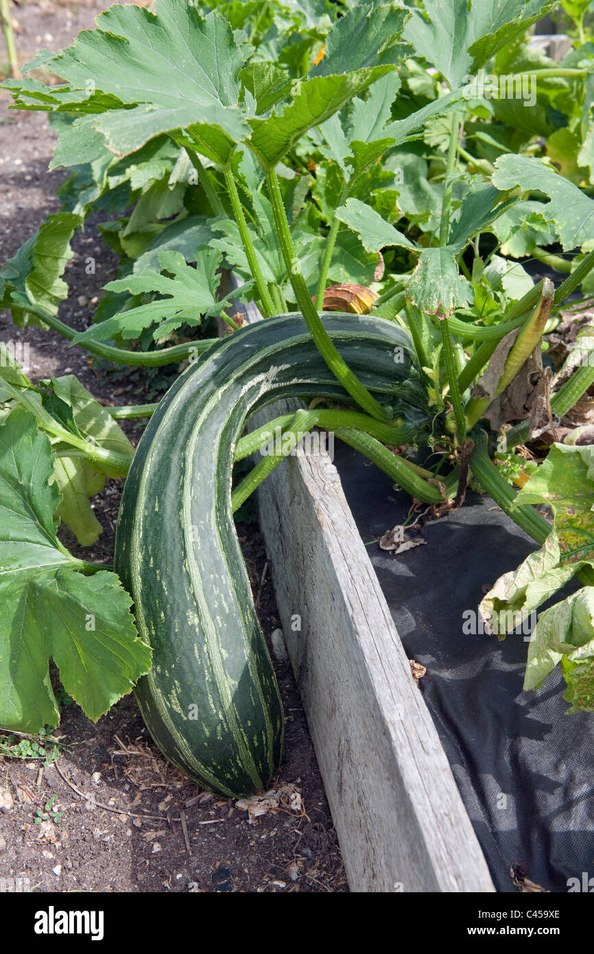 Marrow Plant Stock Photos & Marrow Plant Stock Images - Alamy
