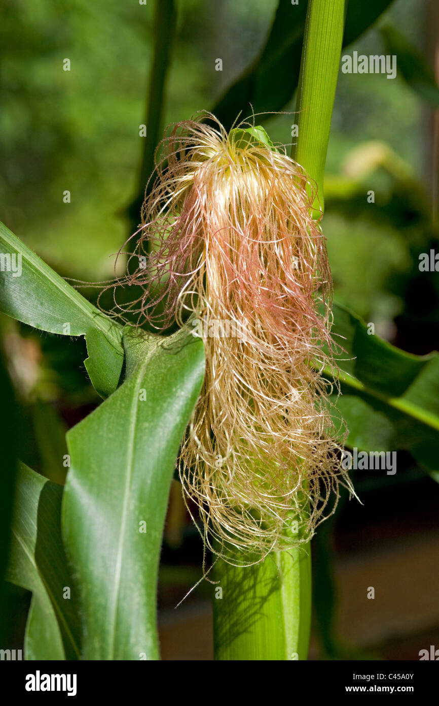 Hairy Corn Stock Photos & Hairy Corn Stock Images - Alamy