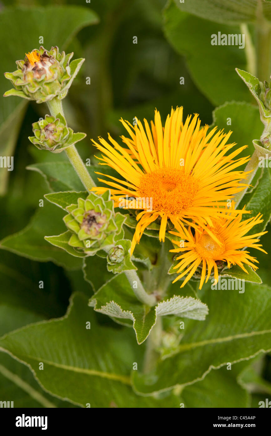 Inula helenium (Elecampane) flowers on plant, close-up Stock Photo - Alamy