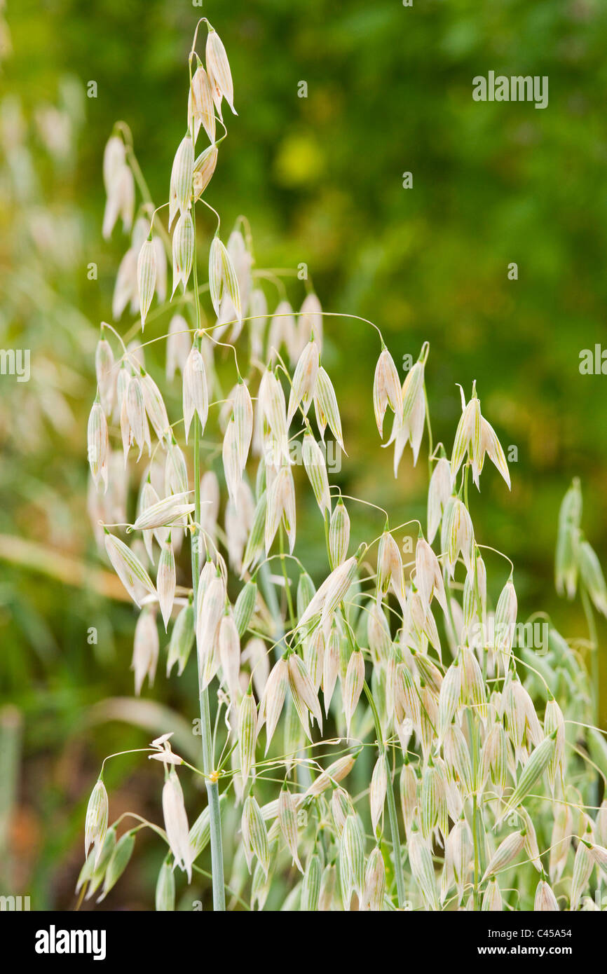 Oat plant hi-res stock photography and images - Alamy