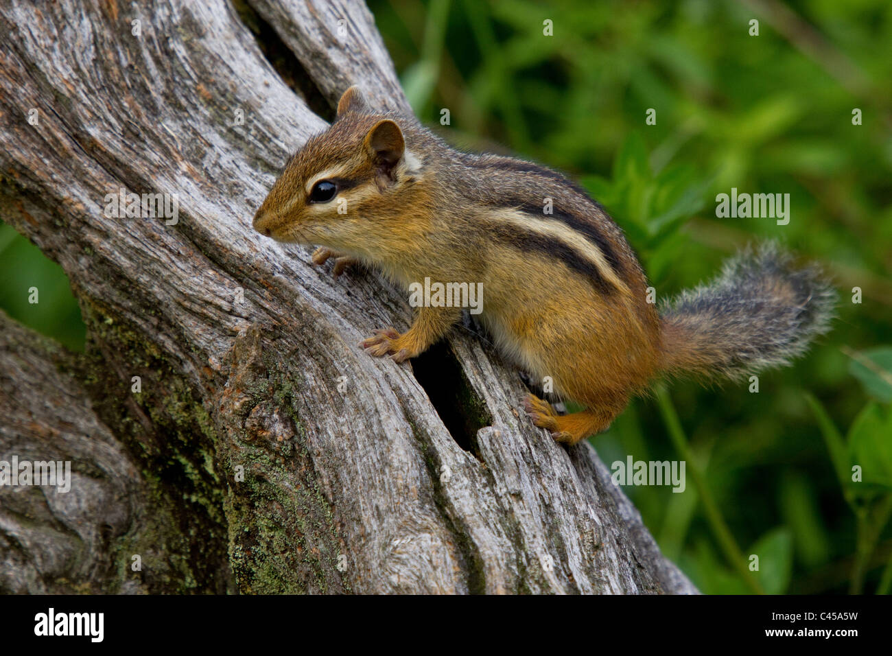 Full cheeks rodent hi-res stock photography and images - Alamy