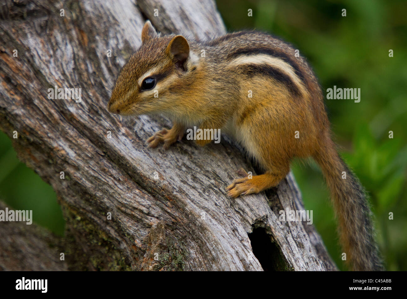 Full cheeks rodent hi-res stock photography and images - Alamy
