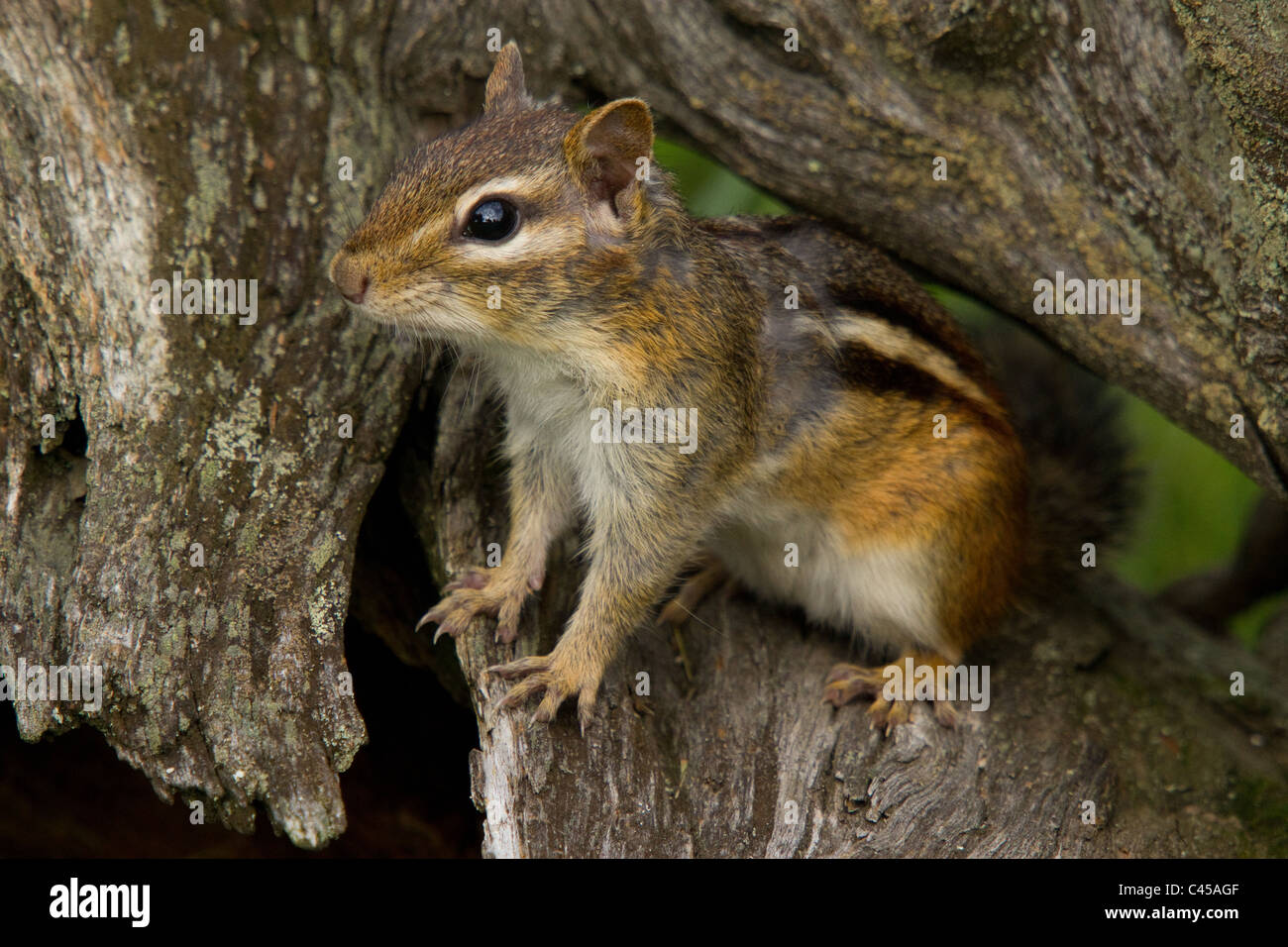Full cheeks rodent hi-res stock photography and images - Alamy