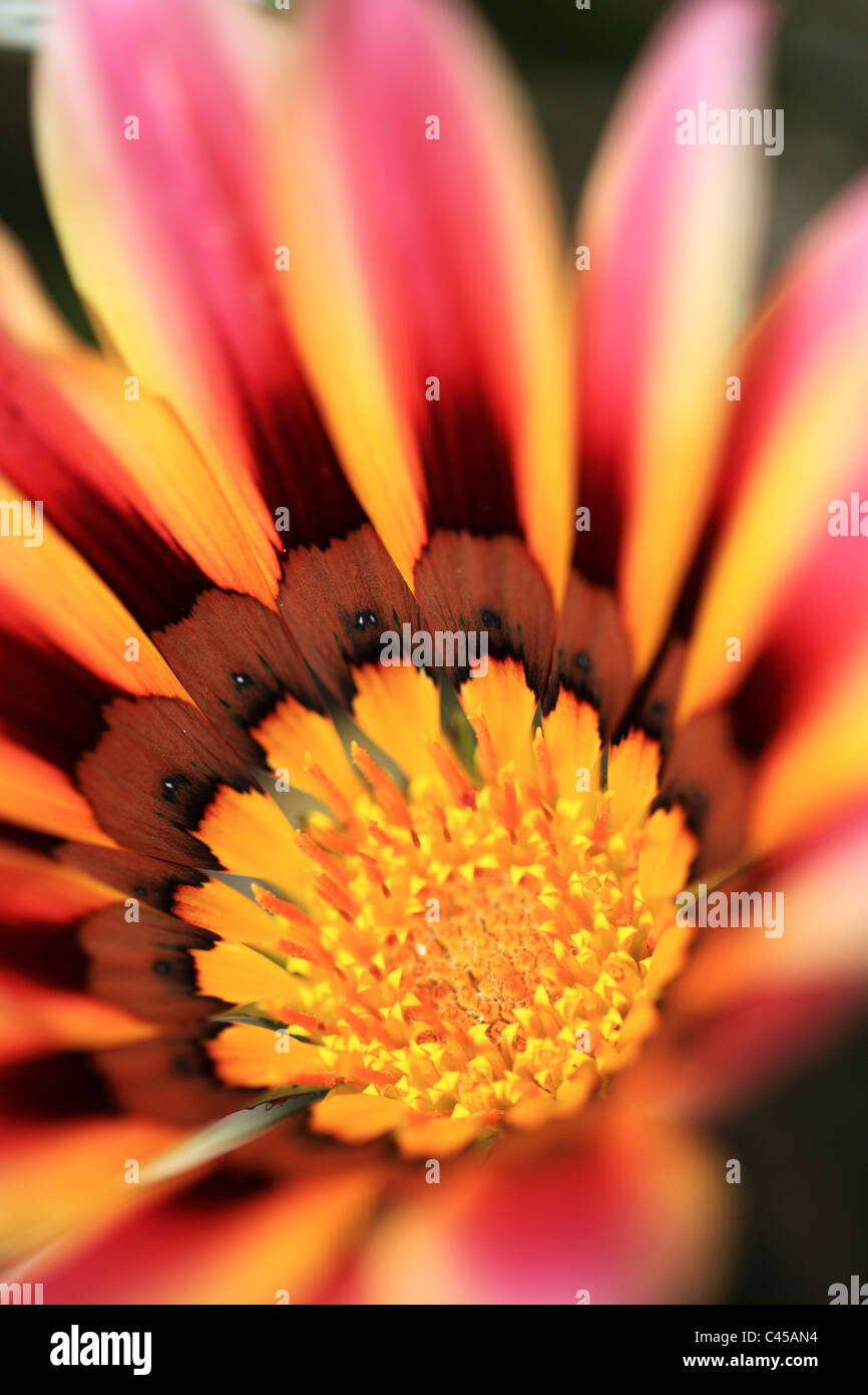 flower in a Greek garden in Kos Dodecanese Islands Greece Stock Photo ...