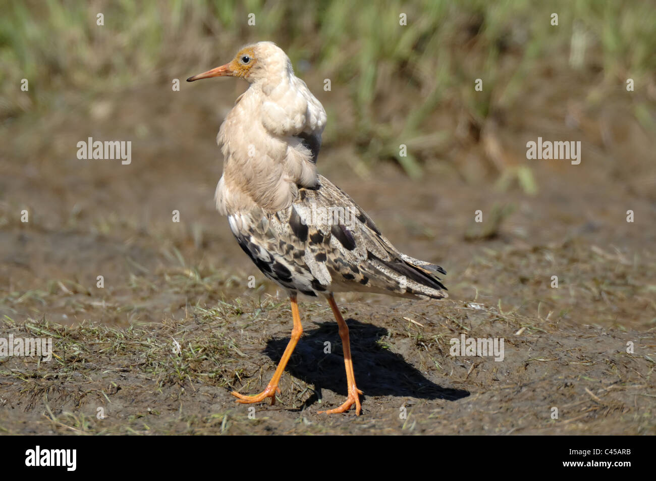 Ruff (Philomachus pugnax) single male walking on mud Stock Photo - Alamy