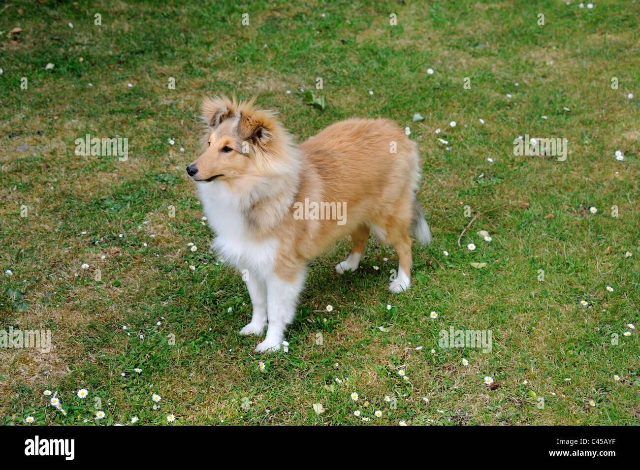 Shetland sheepdog standing hi-res stock photography and images - Alamy