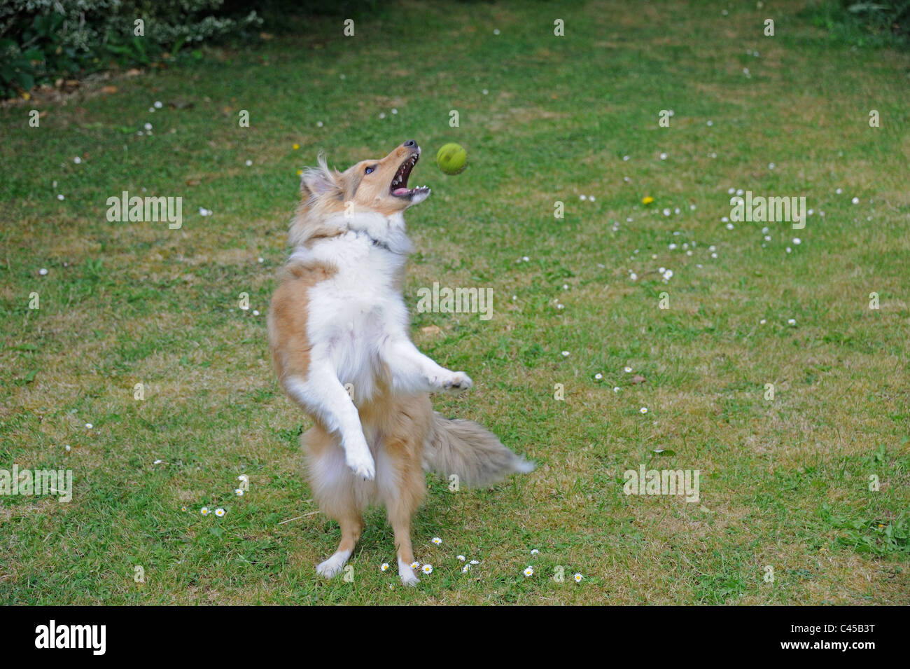 Shetland sheepdog sheltie hi-res stock photography and images - Alamy