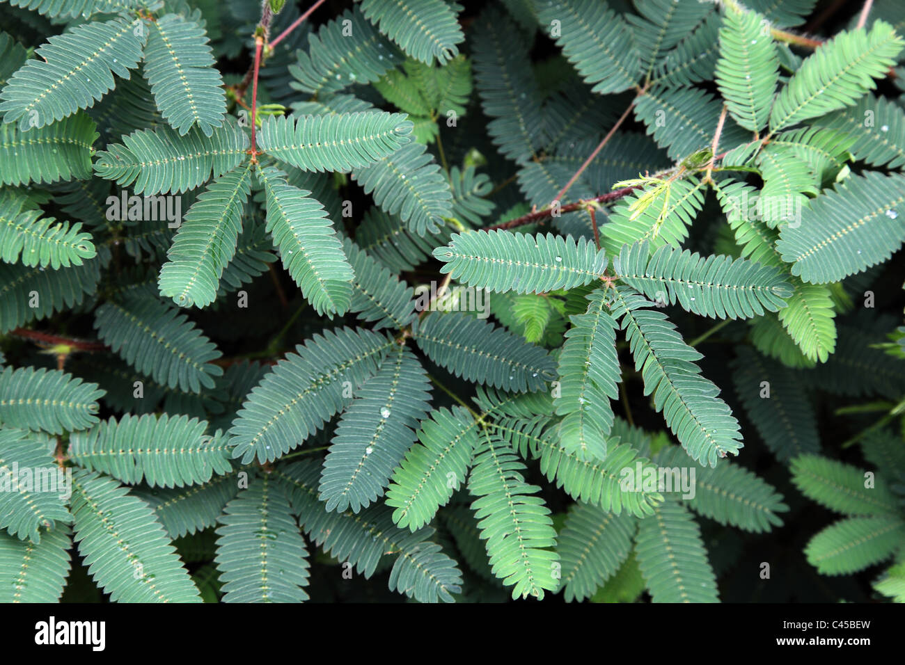 Mimosa leafs hi-res stock photography and images - Alamy