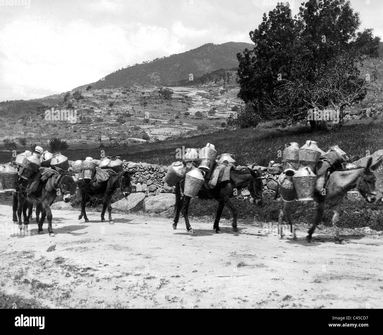 Donkey transport in Spain 1930 Stock Photo - Alamy