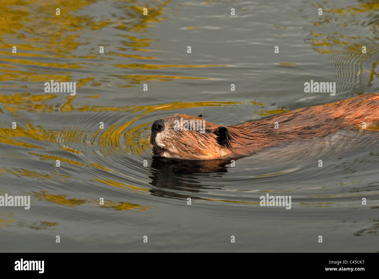 Beaver castor canadenis habitat hi-res stock photography and images - Alamy