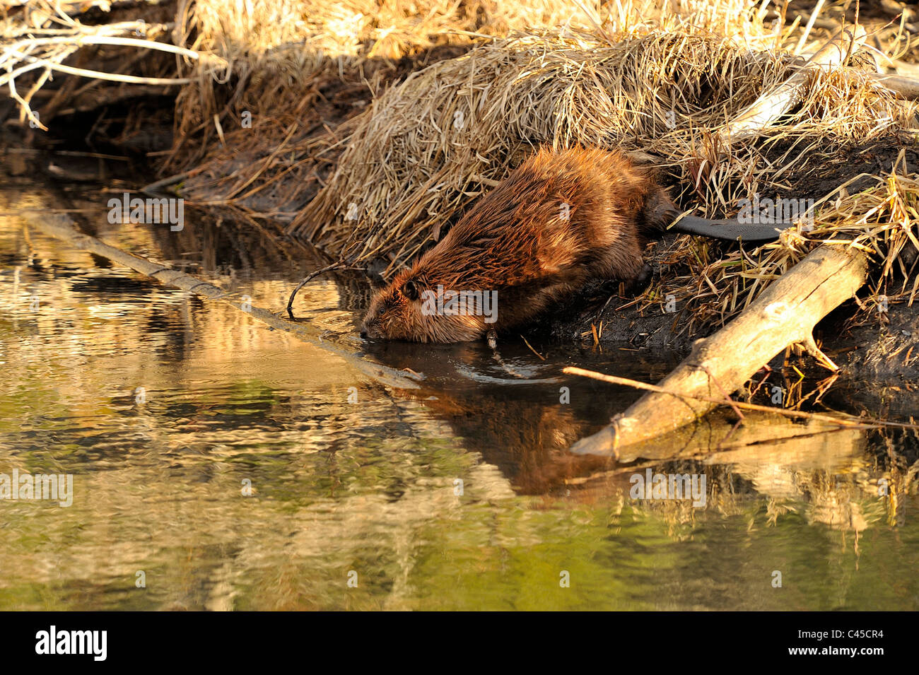 A beaver walking down a slope and entering the open water of his beaver ...