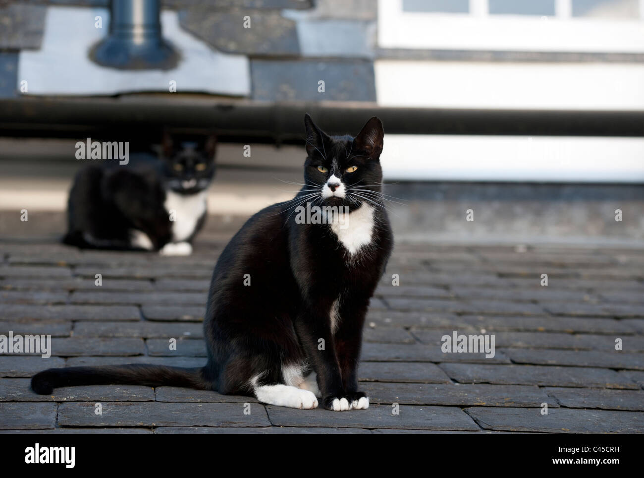 White of pets hi-res stock photography and images - Alamy