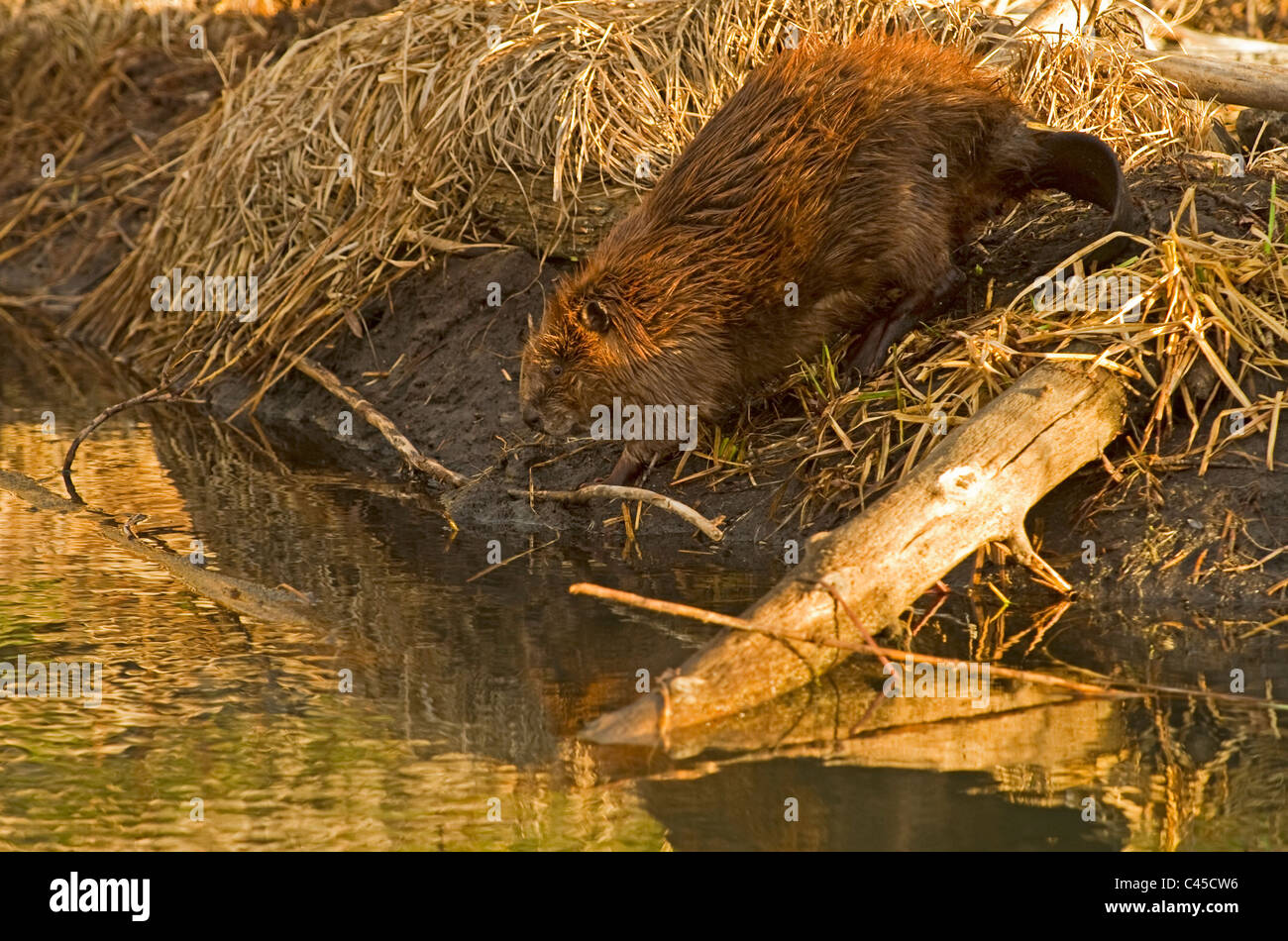 A beaver walking down a slope toward the open water of his beaver pond ...