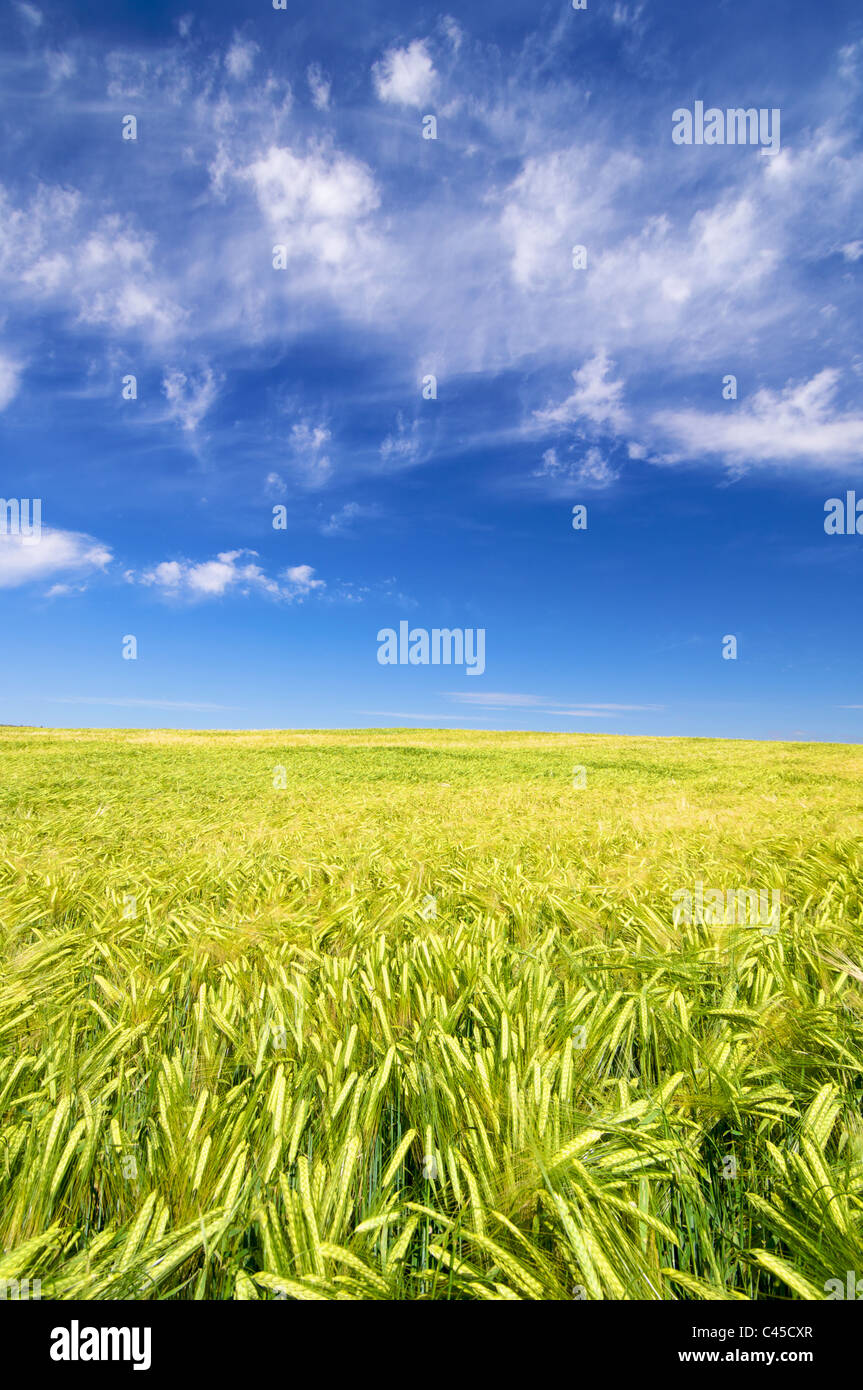 field of view of a cereal crop Stock Photo - Alamy