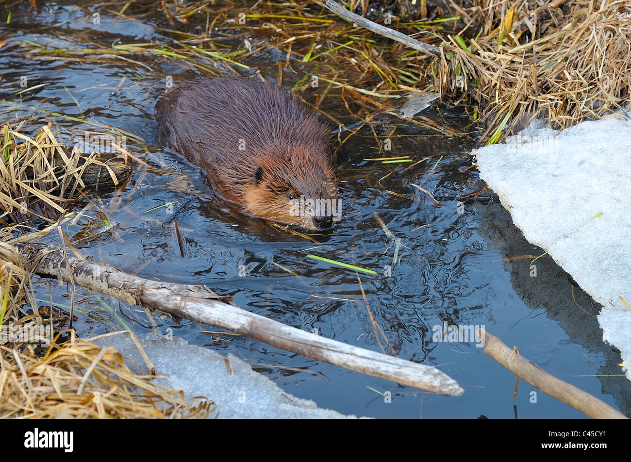 A beaver swimming along a channel filled with water from the beaver ...