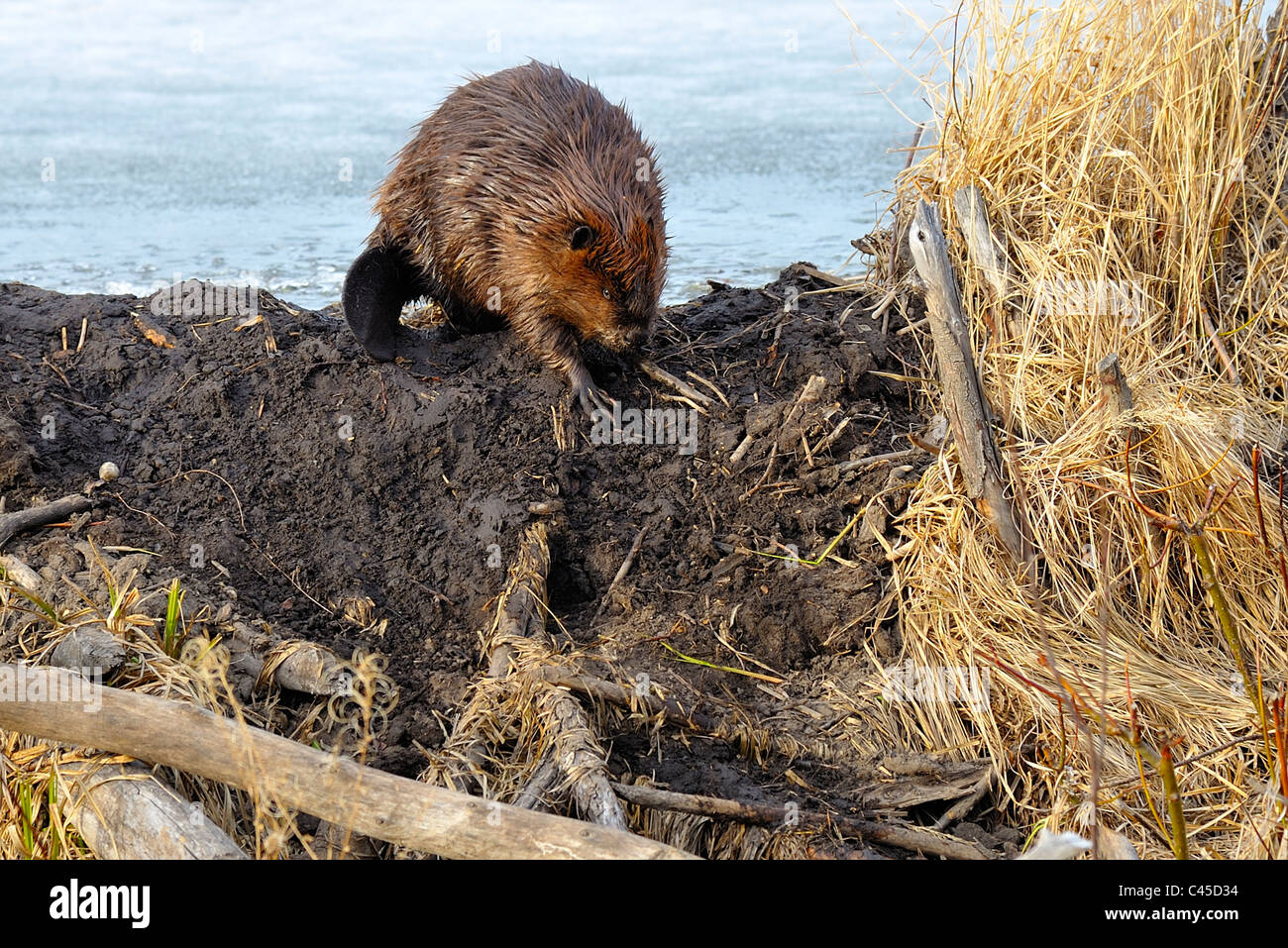 An adult beaver walking down over his dam Stock Photo - Alamy