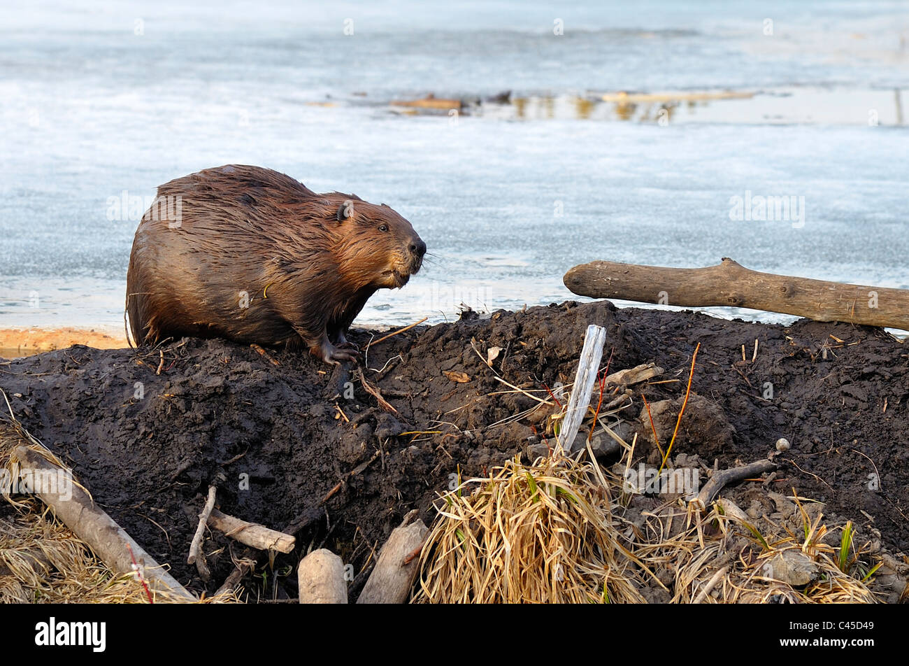 An adult beaver inspecting his dam on a spring day Stock Photo - Alamy