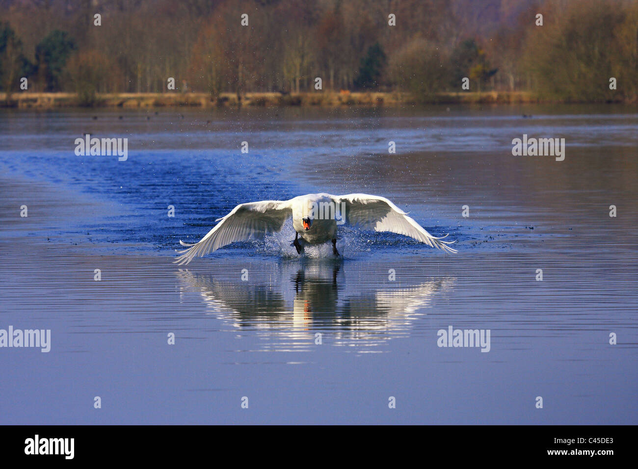 arrival of a large male swan Stock Photo - Alamy