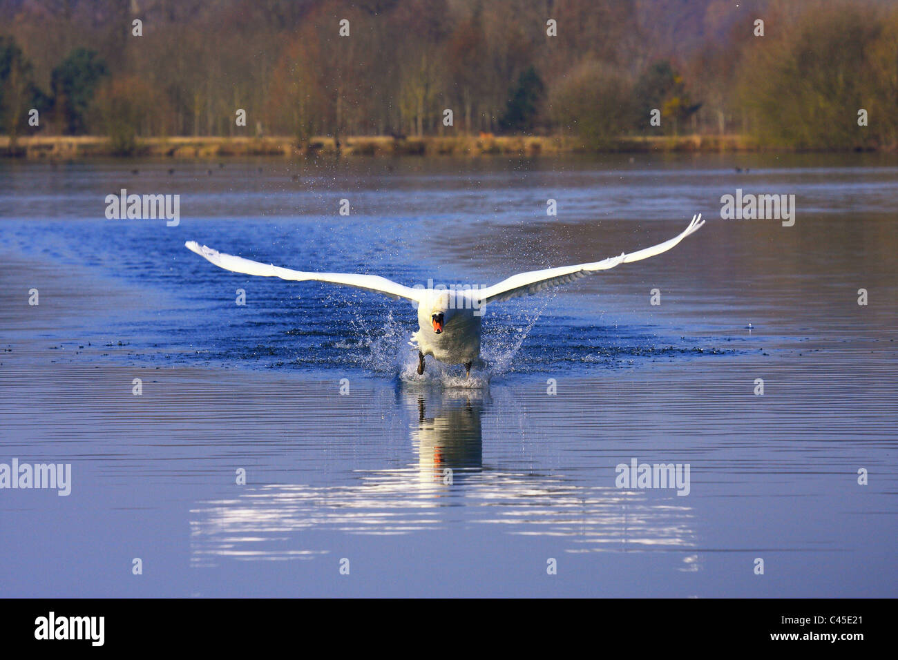 arrival of a large male swan Stock Photo - Alamy