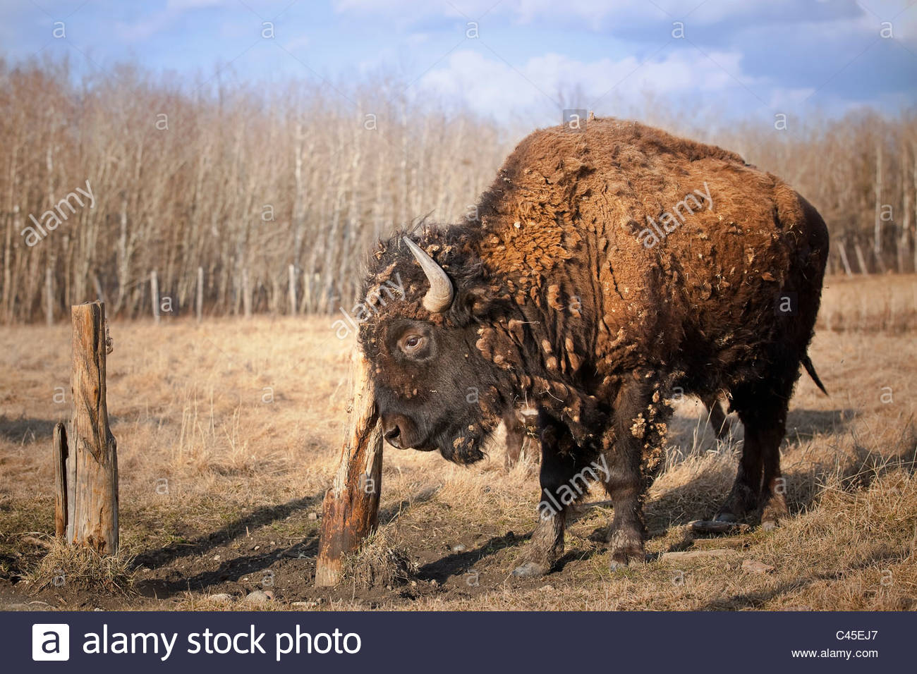 Bison Has A Shaggy Stock Photos & Bison Has A Shaggy Stock Images - Alamy