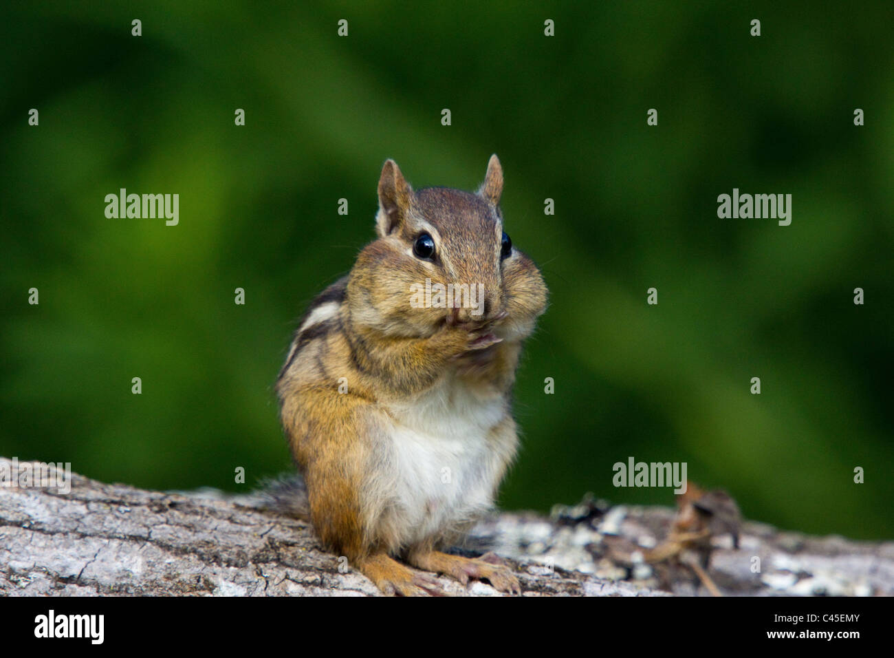 Eastern brown snakes hi-res stock photography and images - Alamy