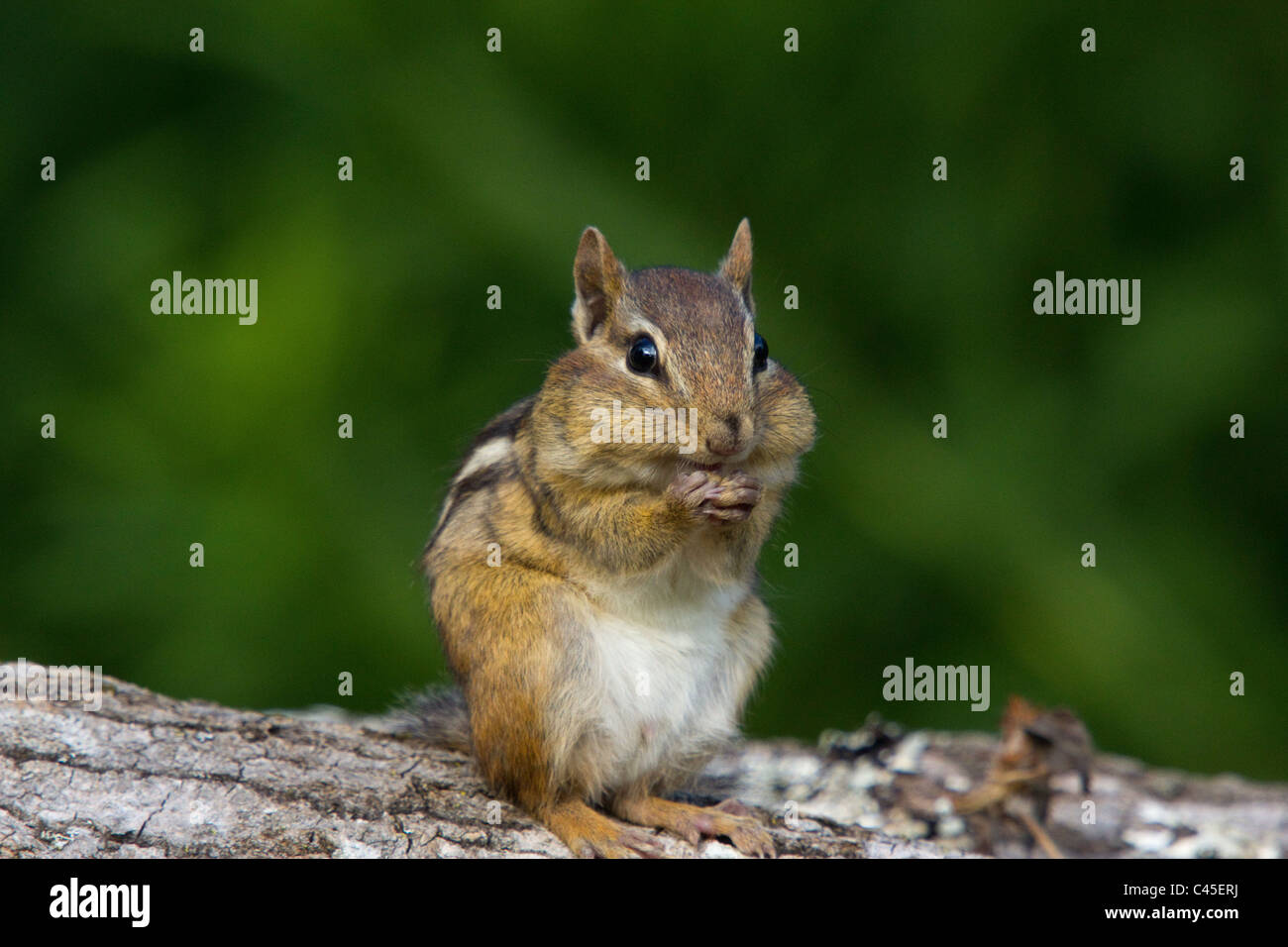Full cheeks rodent hi-res stock photography and images - Alamy